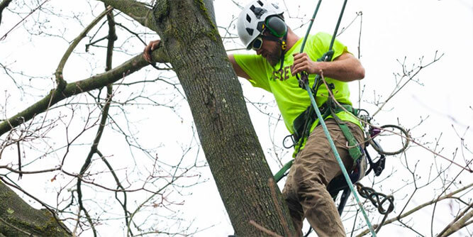 Monster Tree Service Franchise Buyer’s Guide | FoodFranchise.com