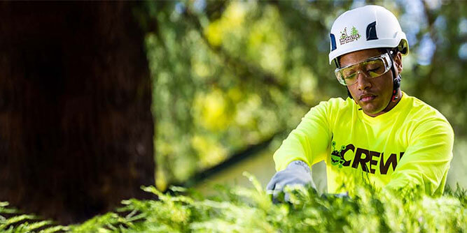 Monster Tree Service Franchise Buyer’s Guide | FoodFranchise.com